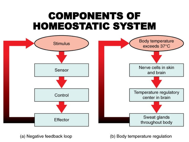 HOMEOSTASIS.pptx Human Anatomy and physiology | PPT