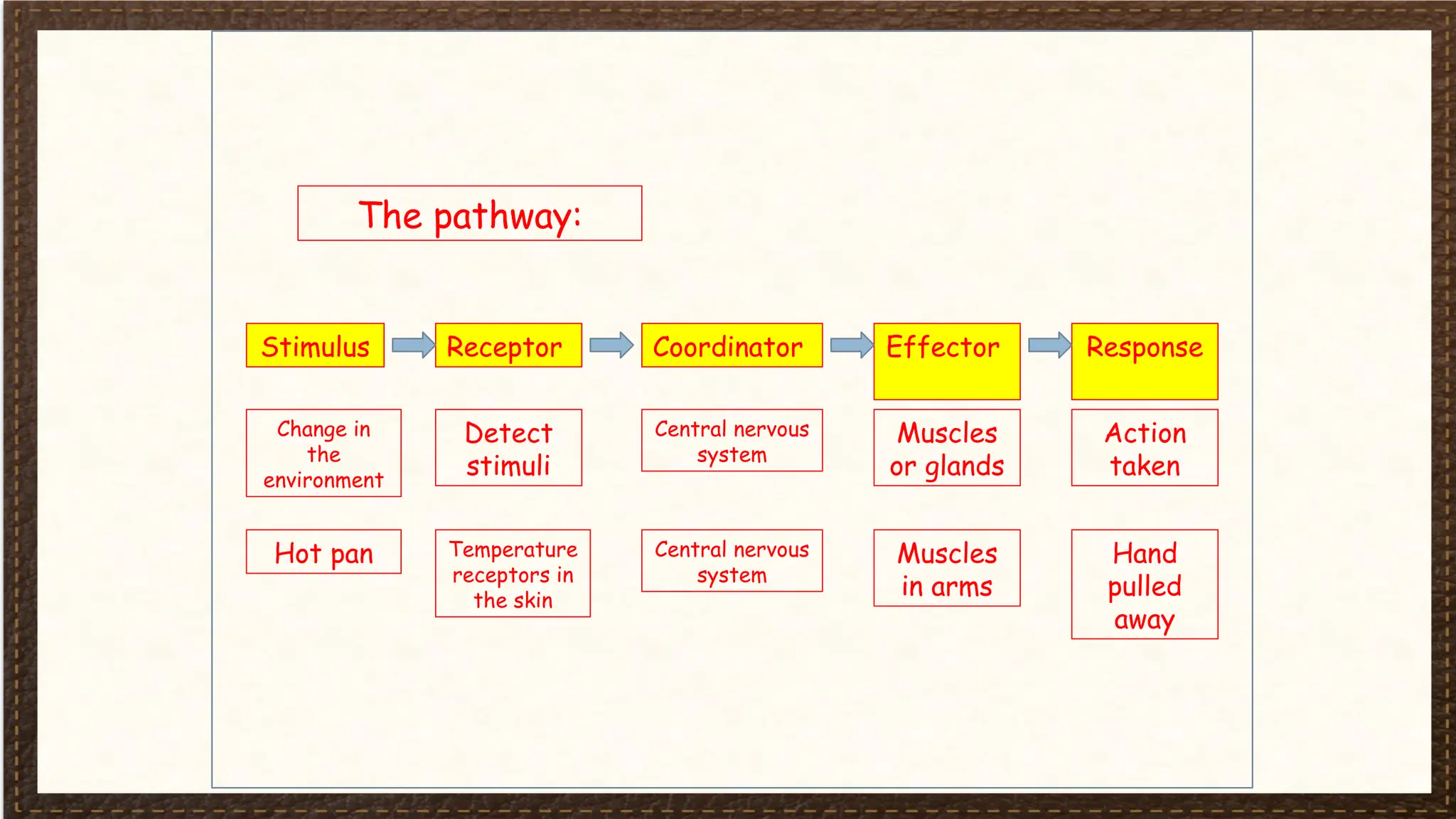 Homeostasis in animal and humn organism.pptx