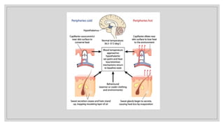 Homeostasis in animal and humn organism.pptx