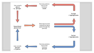 Homeostasis in animal and humn organism.pptx