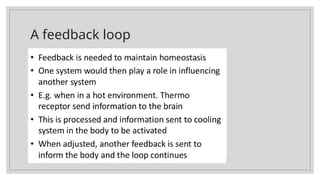 Homeostasis in animal and humn organism.pptx