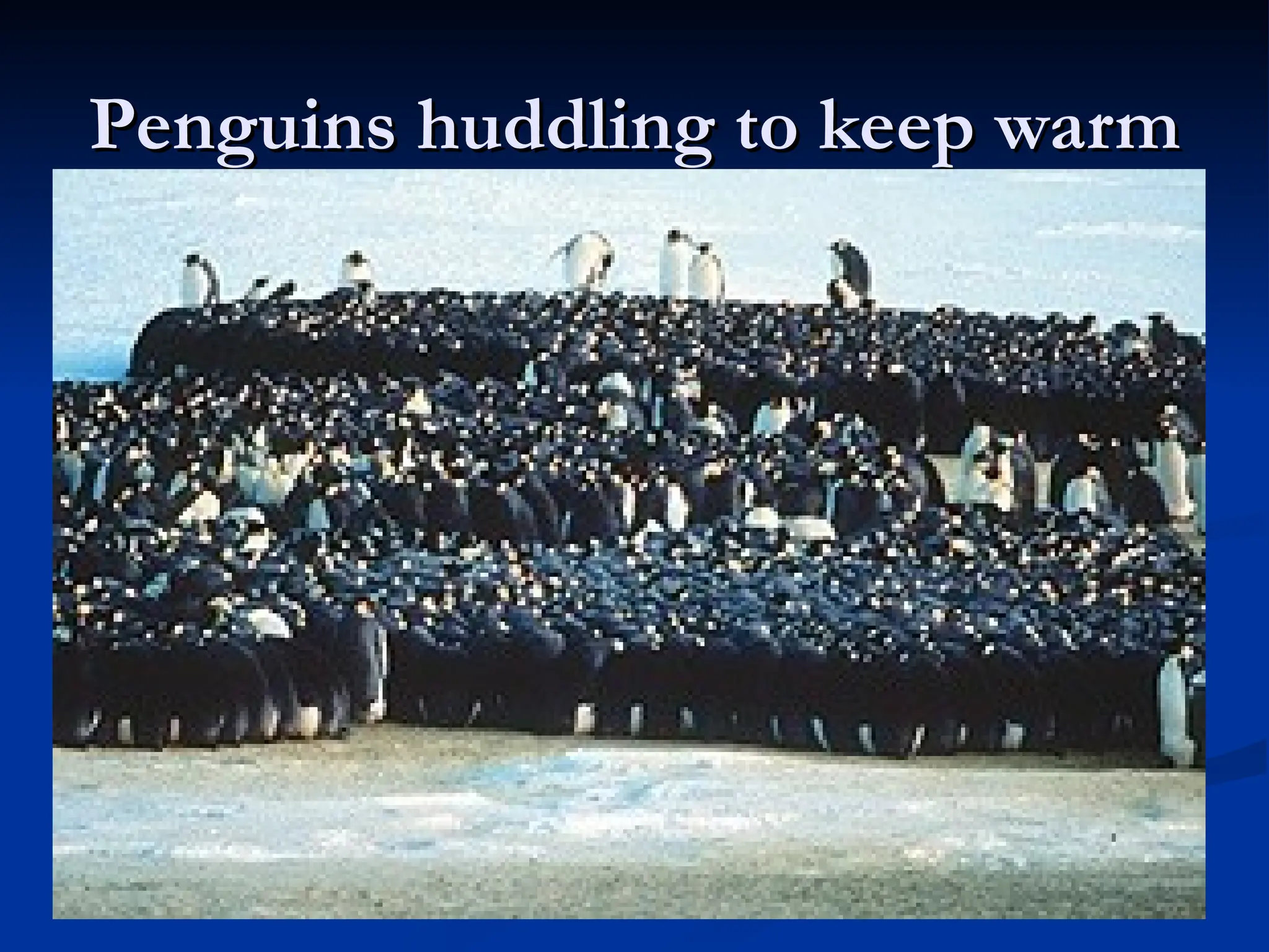 Homeostasis presentation and feedback loops | PPT