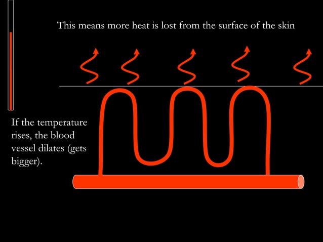 Homeostasis presentation and feedback loops | PPT
