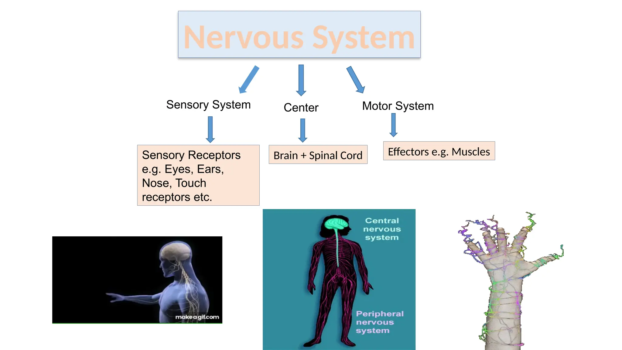 Introduction, Significance and Examples of Homeostasis | PPTX