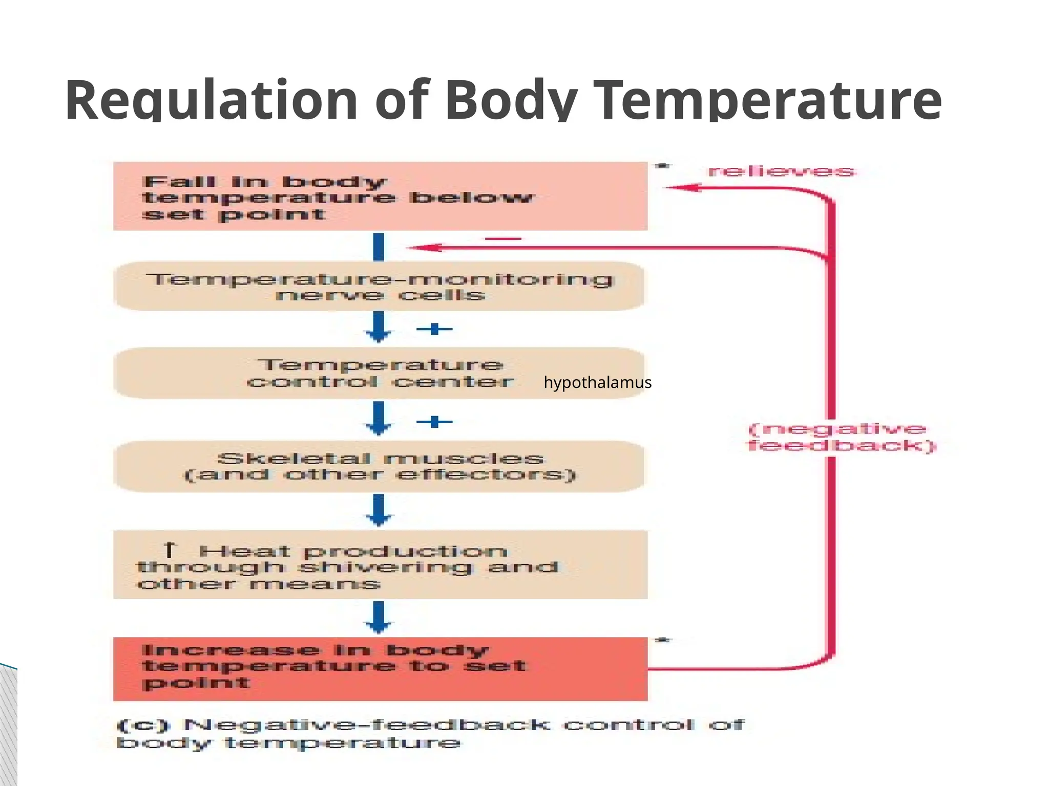homeostasis.pptx bs nursing 3rd year physiology | PPTX