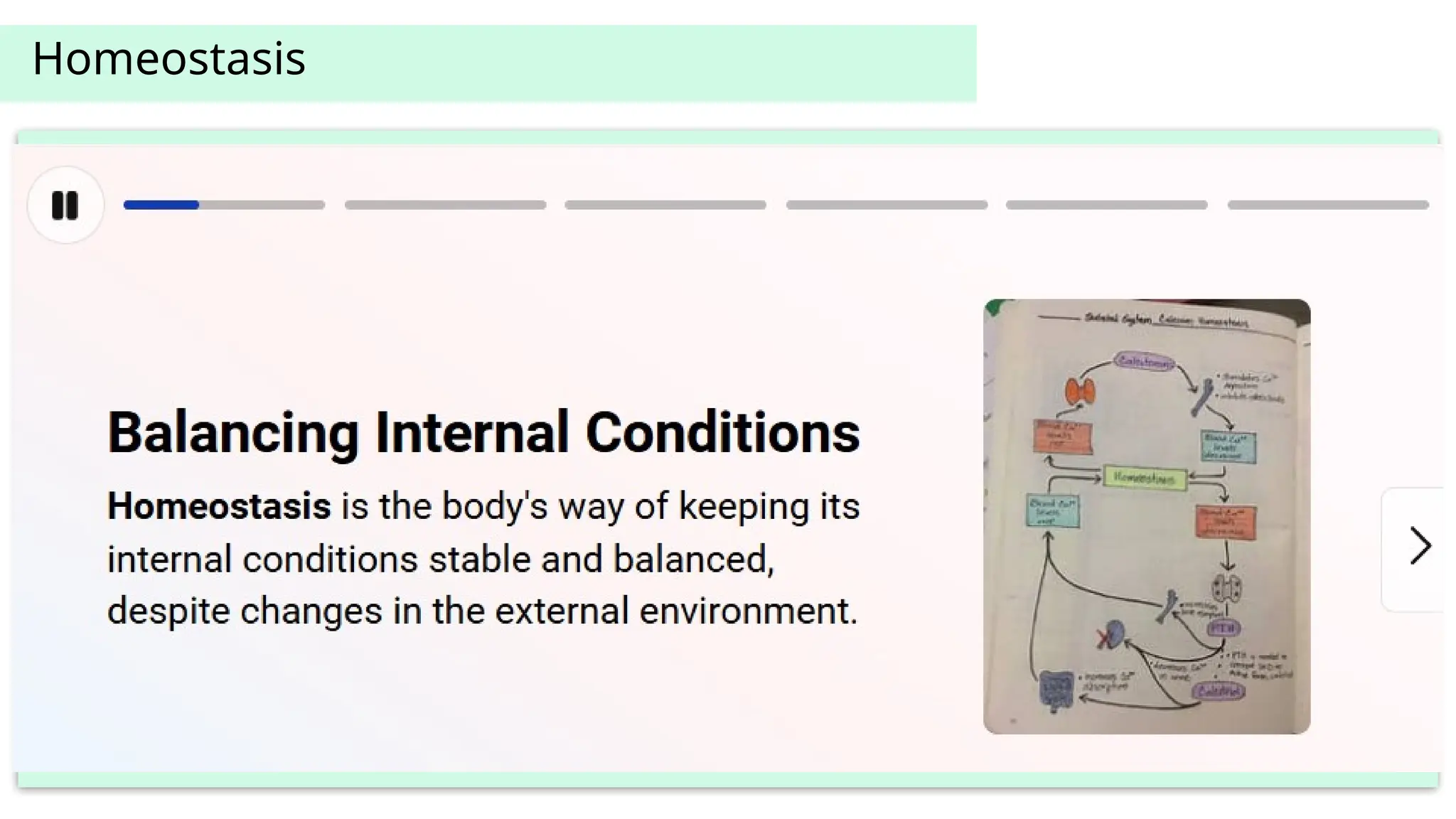 homeostasis -basic interactive slide deck.pptx