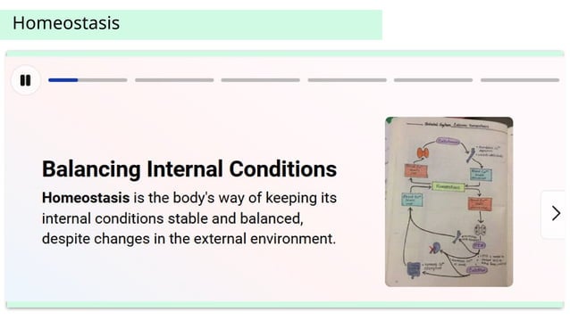 homeostasis -basic interactive slide deck.pptx | Endocrine and Metabolic Diseases | Diseases and ...
