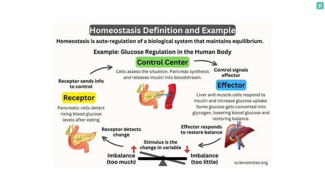 homeostasis -basic interactive slide deck.pptx | Endocrine and Metabolic Diseases | Diseases and ...