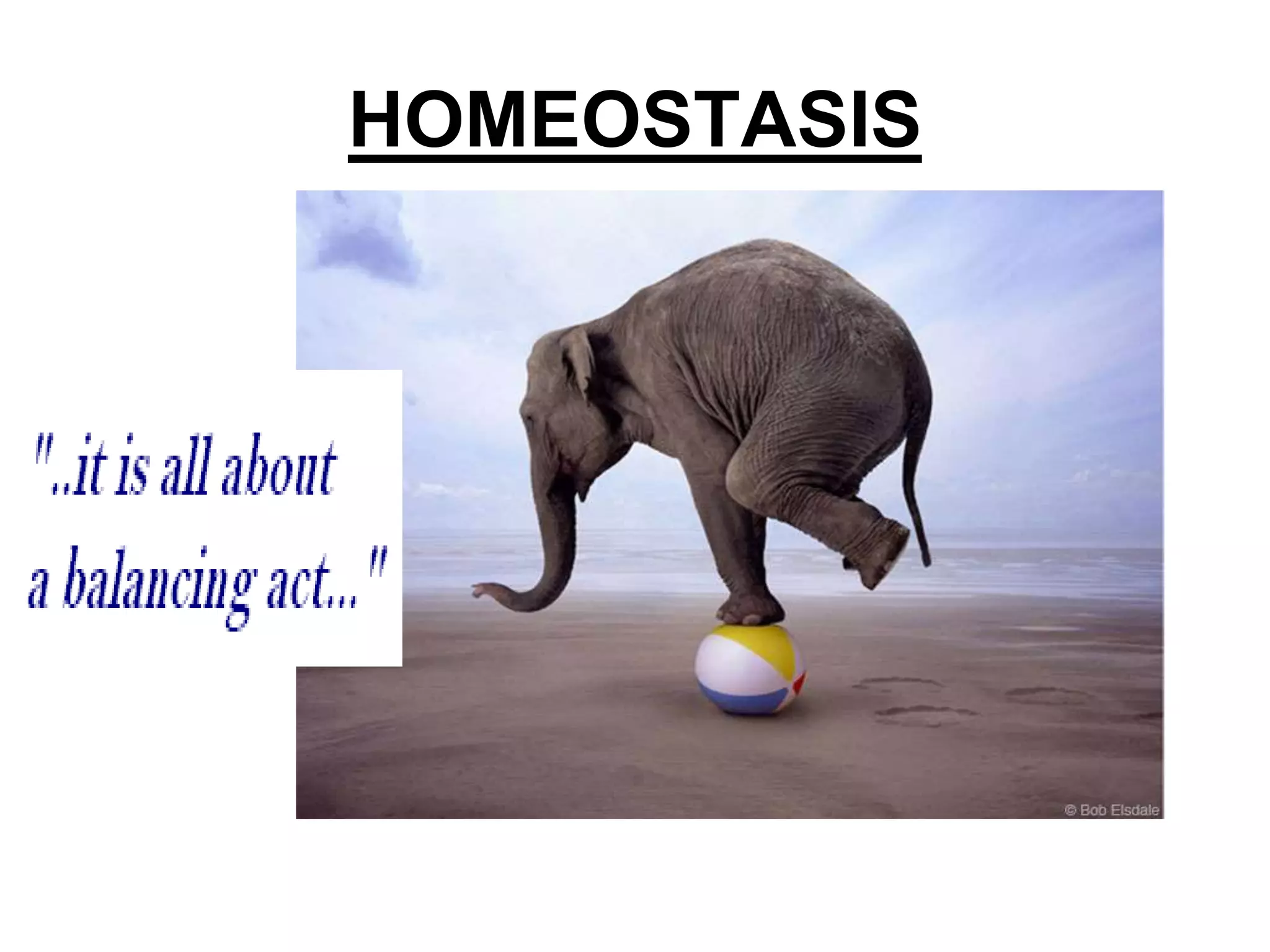HOMEOSTASIS -lecture (human biology).ppt