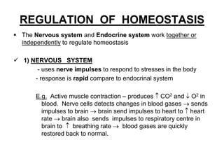 HOMEOSTASIS -lecture (human biology).ppt