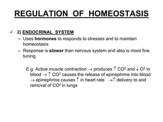 HOMEOSTASIS -lecture (human biology).ppt