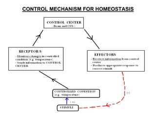 HOMEOSTASIS -lecture (human biology).ppt