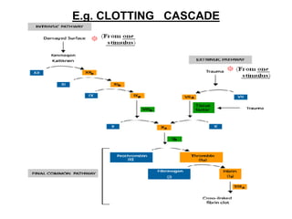 HOMEOSTASIS -lecture (human biology).ppt