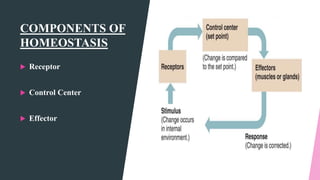 Homeostasis | PPT