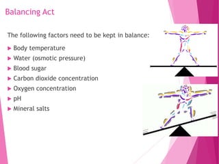Homeostasis 2015 Lesson Notes | PPTX | Endocrine and Metabolic Diseases ...