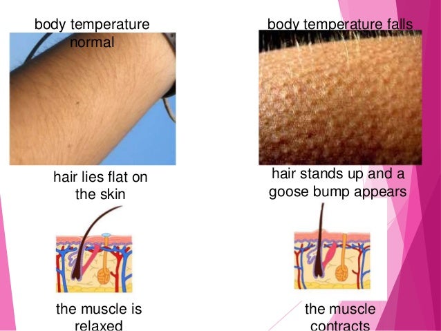 Homeostasis 2015 Lesson Notes