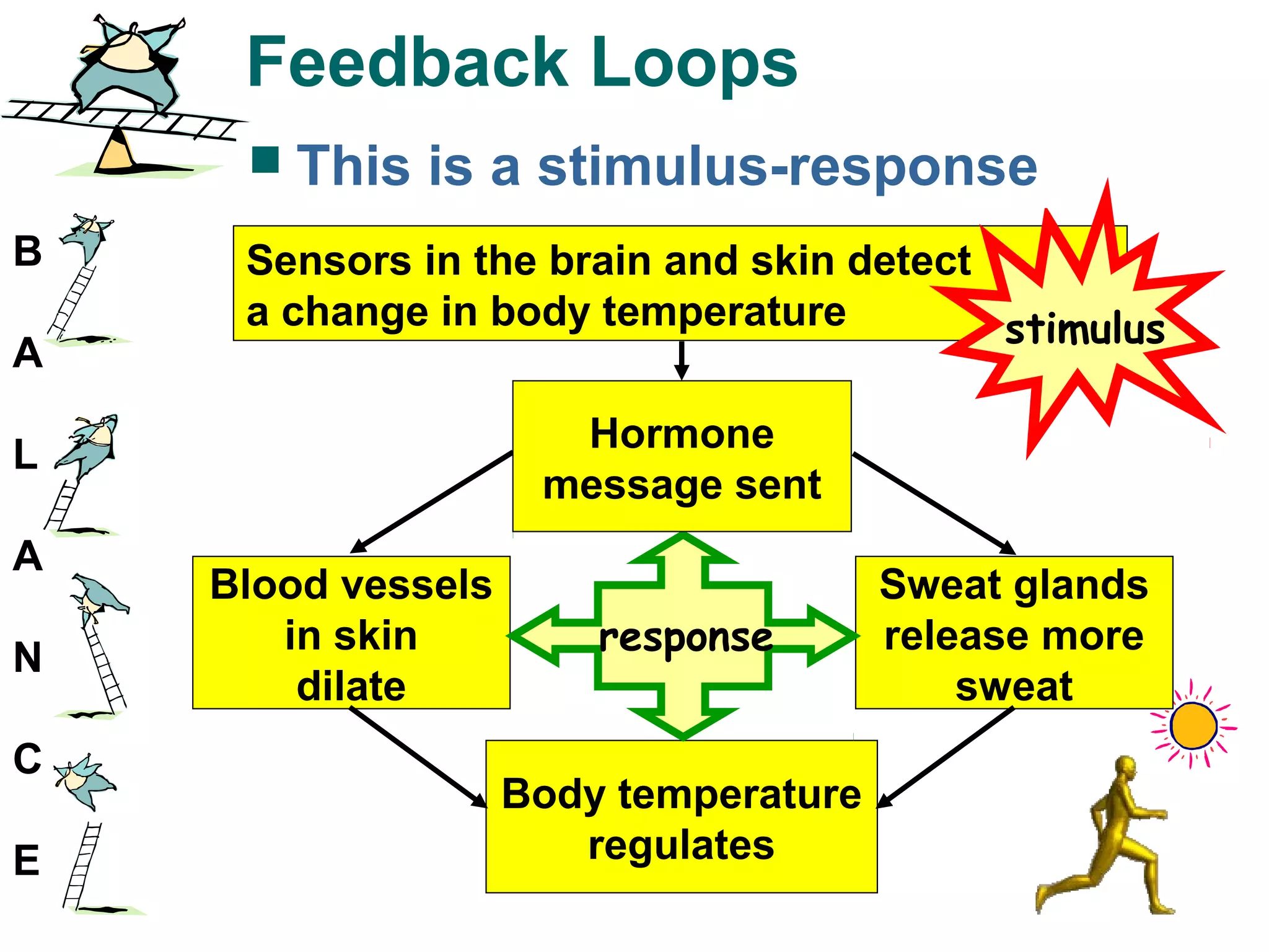 Homeostasis 4 themes ppt | PPT