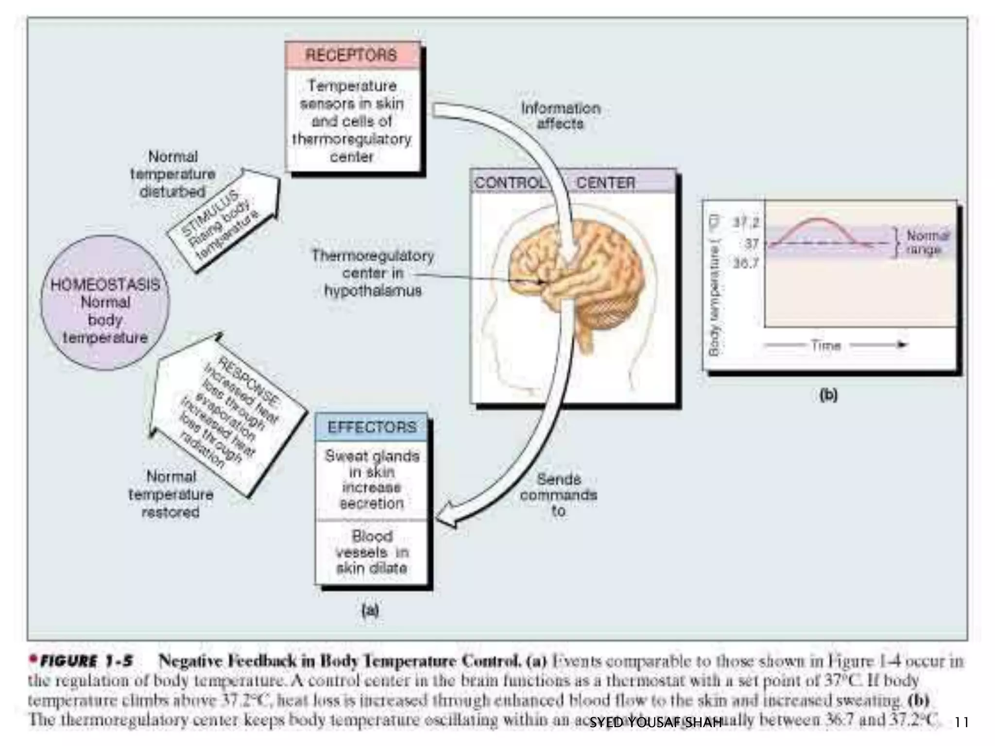 Homeostasis & adaptation | PPTX