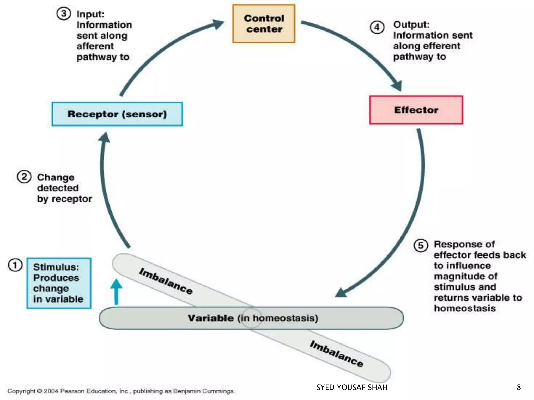 Homeostasis & adaptation | PPTX