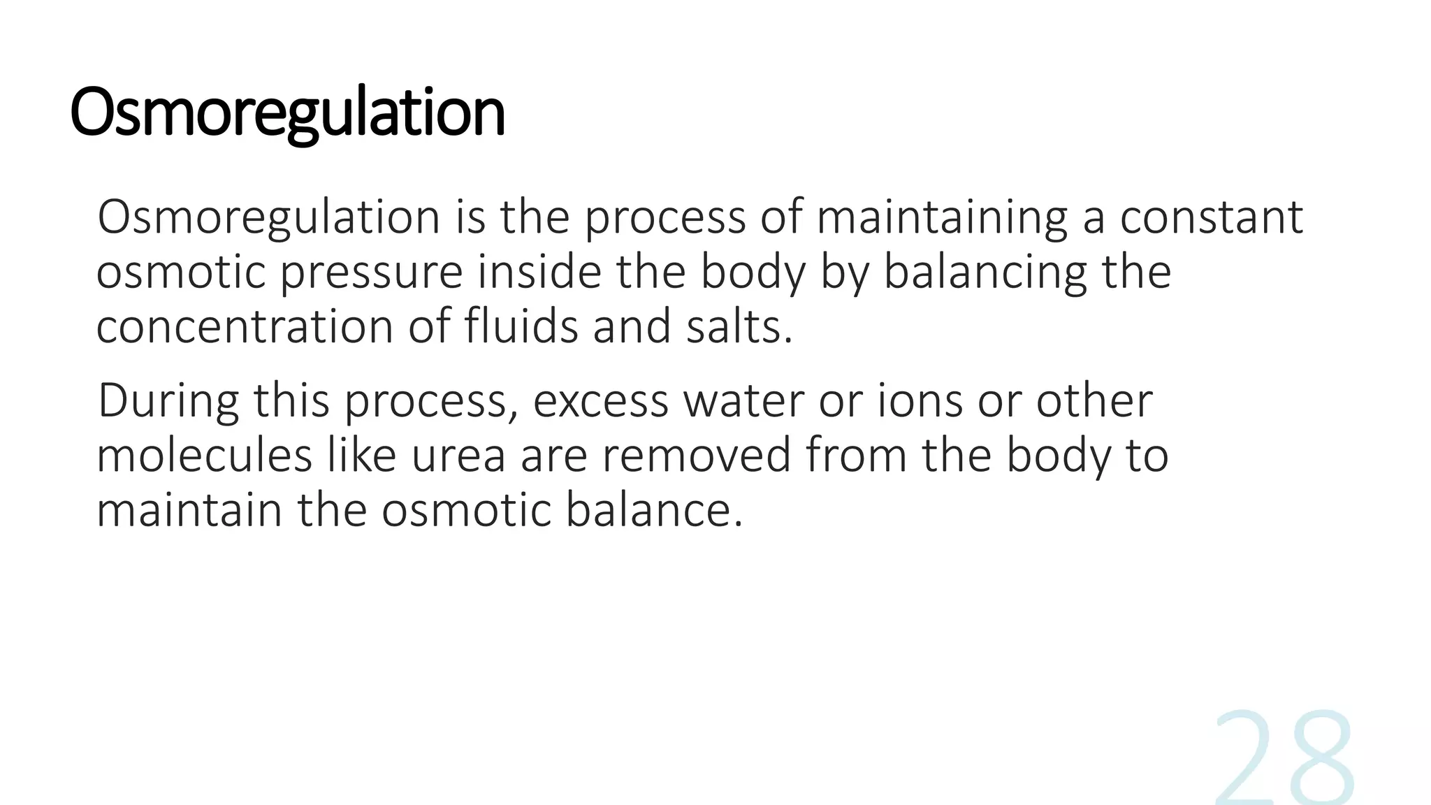 Homeostasis & Adaptation | PPTX