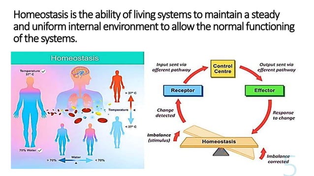 Homeostasis & Adaptation | PPTX