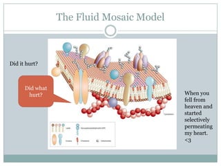 Homeostasis And Cell Transport | PPTX