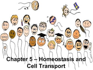 Homeostasis and cell transport academy | PPT