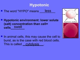 Homeostasis and cell transport academy | PPT | Gardening | Home & Garden