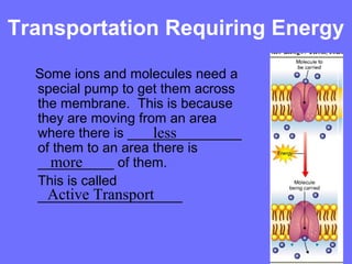 Homeostasis and cell transport academy | PPT | Gardening | Home & Garden
