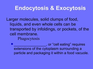 Homeostasis and cell transport academy | PPT | Gardening | Home & Garden