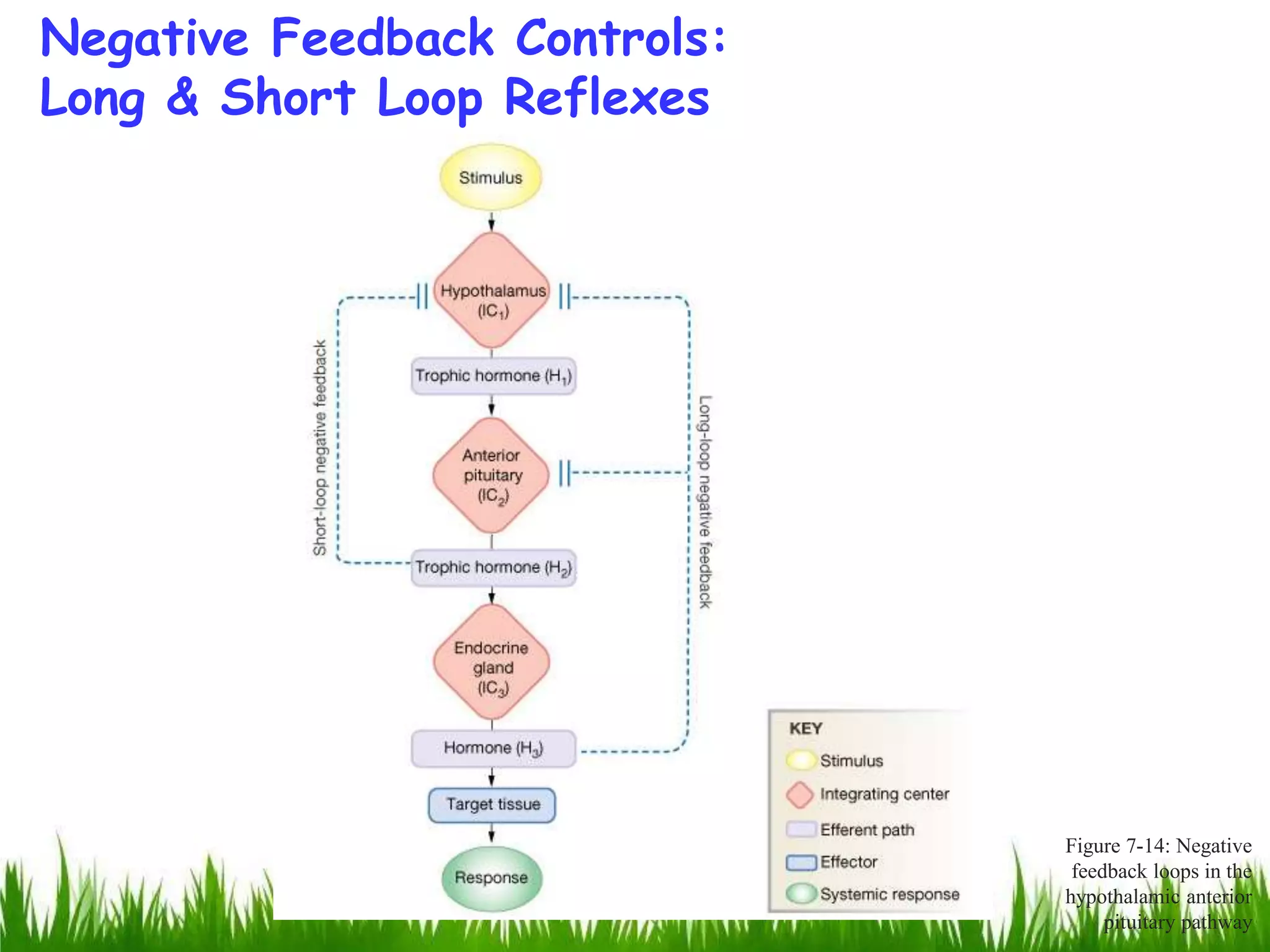 Homeostasis and disorders | PPTX