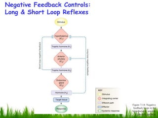 Homeostasis and disorders | PPTX