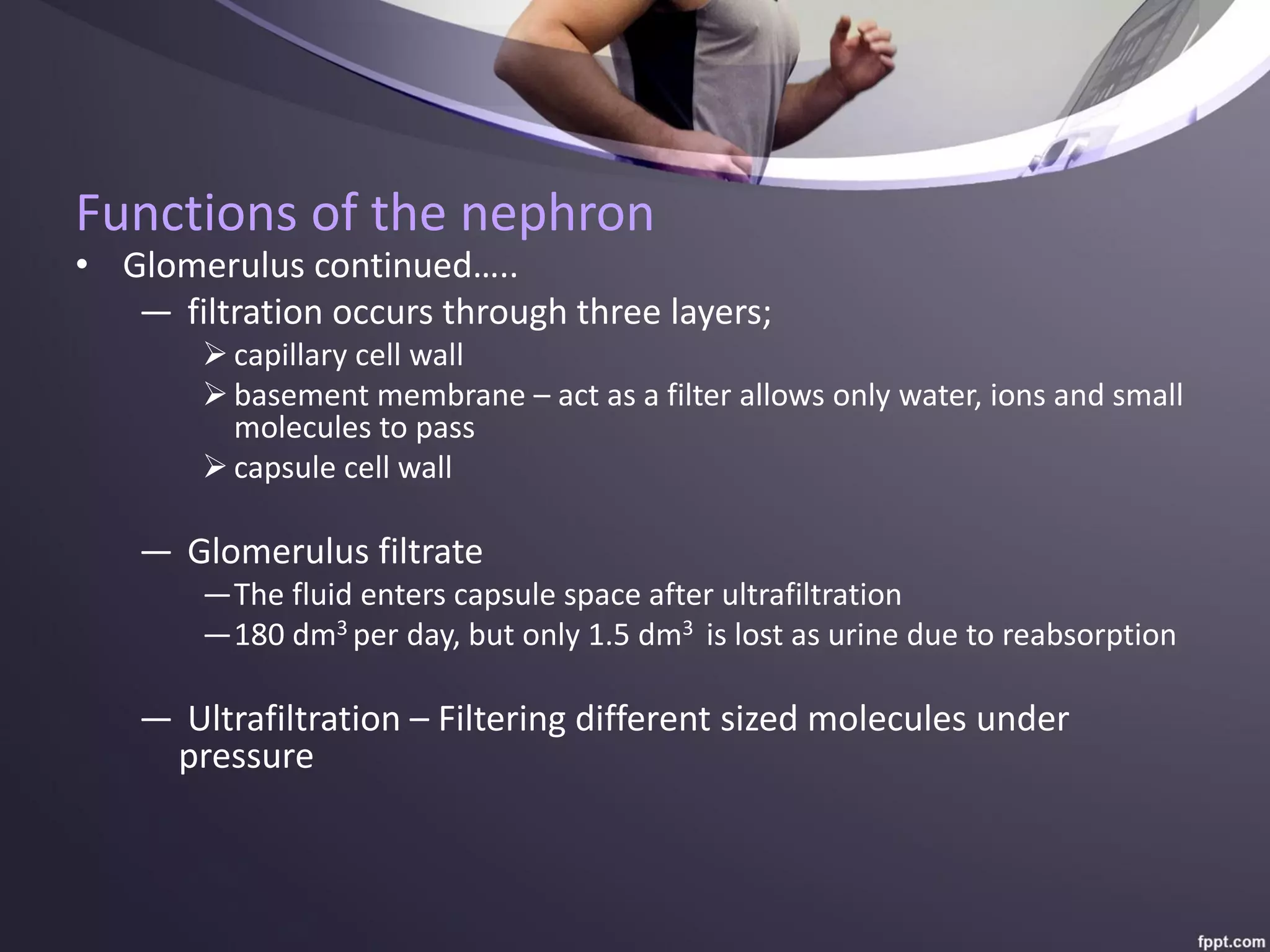 Edexcel IGCSE - Human Biology - Chapter 08 - Homeostasis and Excretion ...