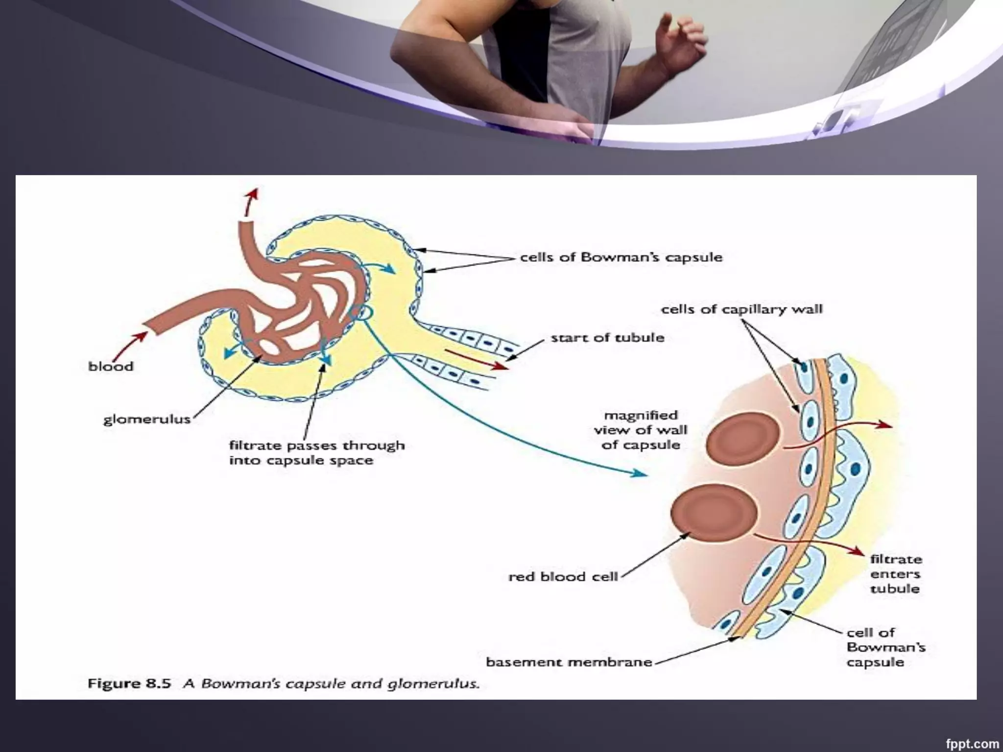 Edexcel IGCSE - Human Biology - Chapter 08 - Homeostasis and Excretion ...