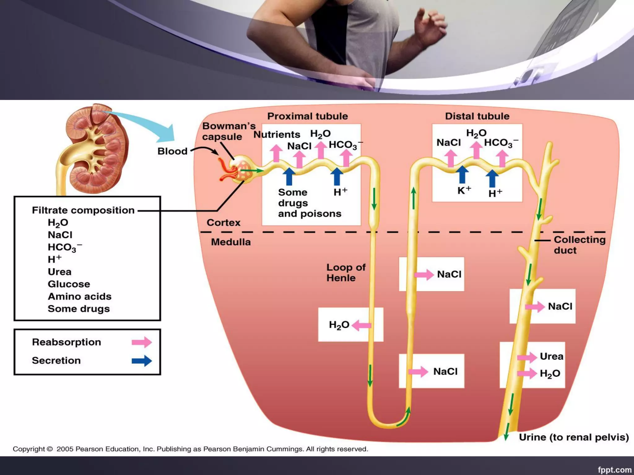 Edexcel IGCSE - Human Biology - Chapter 08 - Homeostasis and Excretion ...