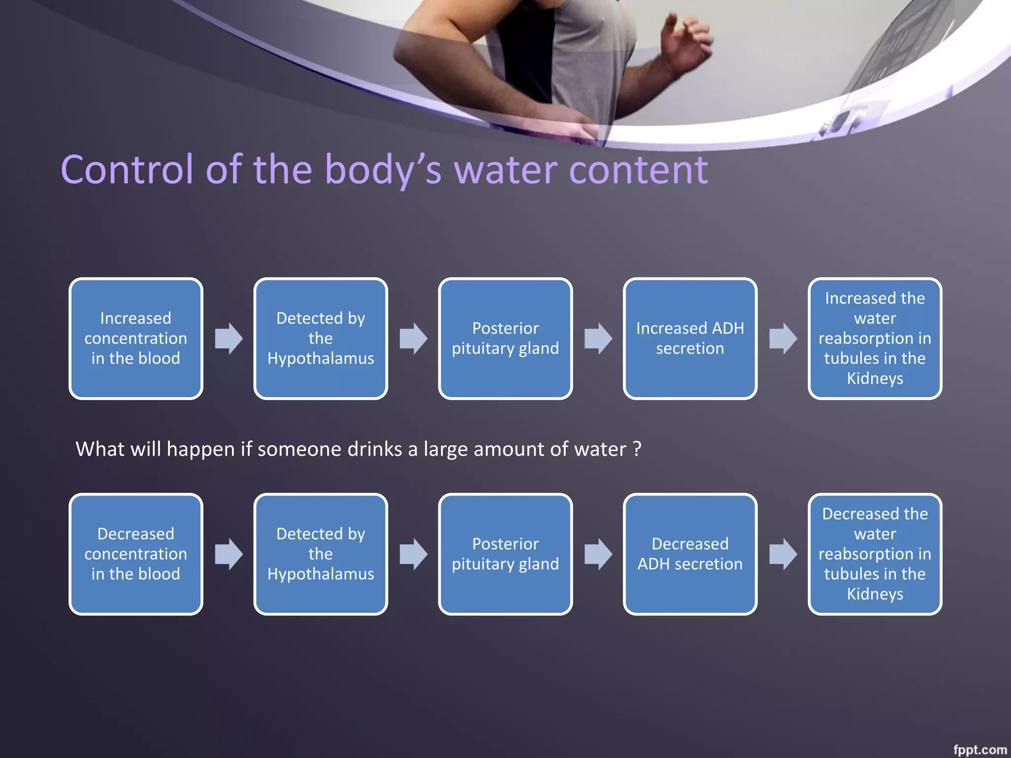 Edexcel IGCSE - Human Biology - Chapter 08 - Homeostasis and Excretion ...