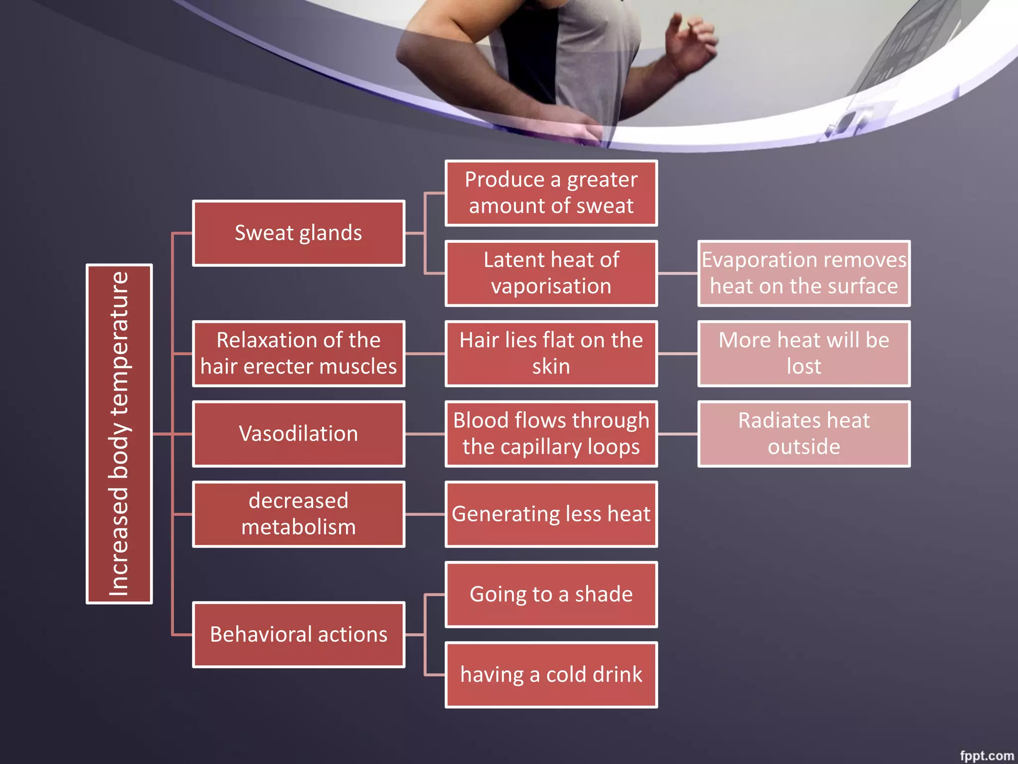 Edexcel IGCSE - Human Biology - Chapter 08 - Homeostasis and Excretion ...