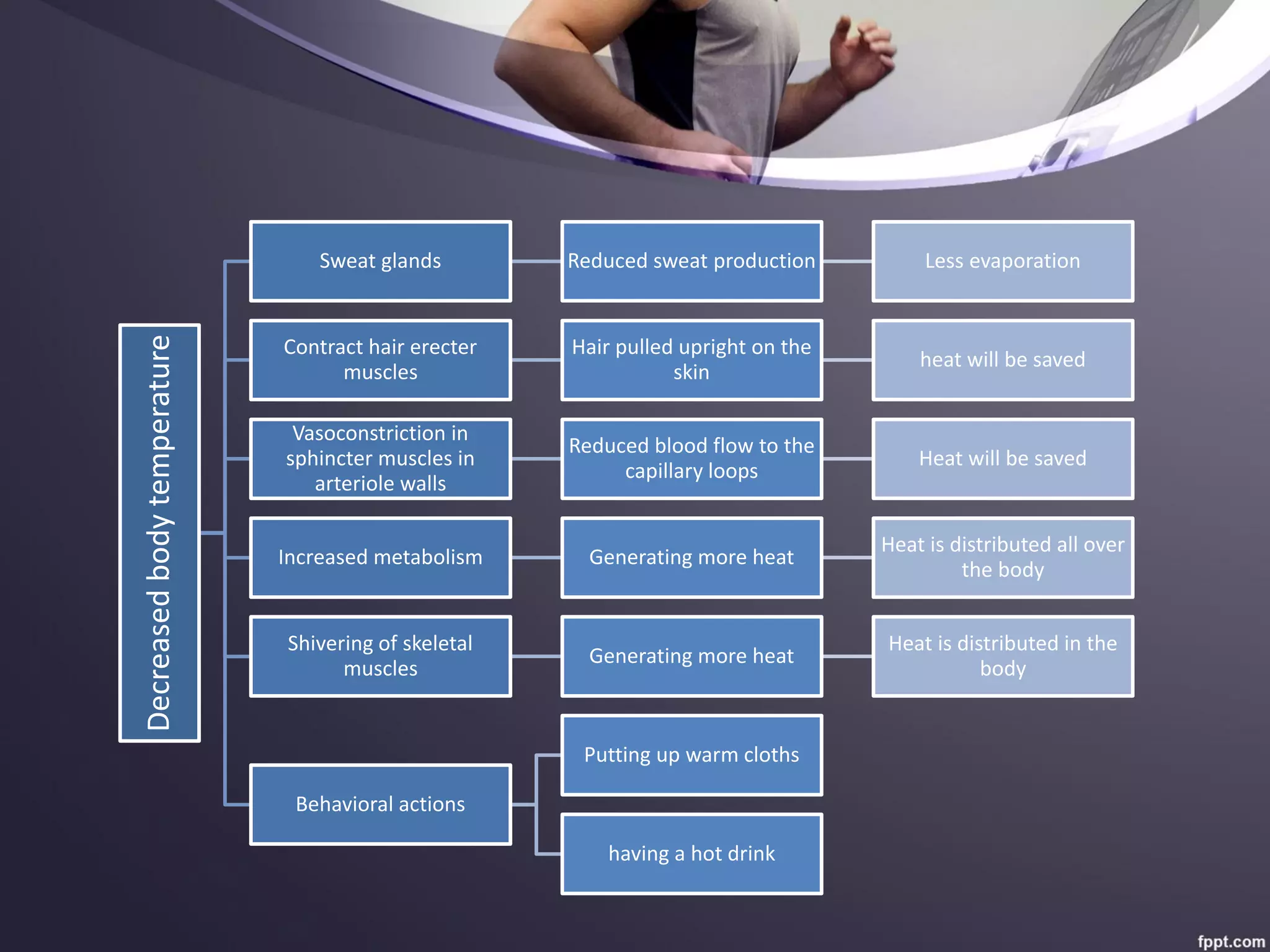 Edexcel IGCSE - Human Biology - Chapter 08 - Homeostasis and Excretion ...