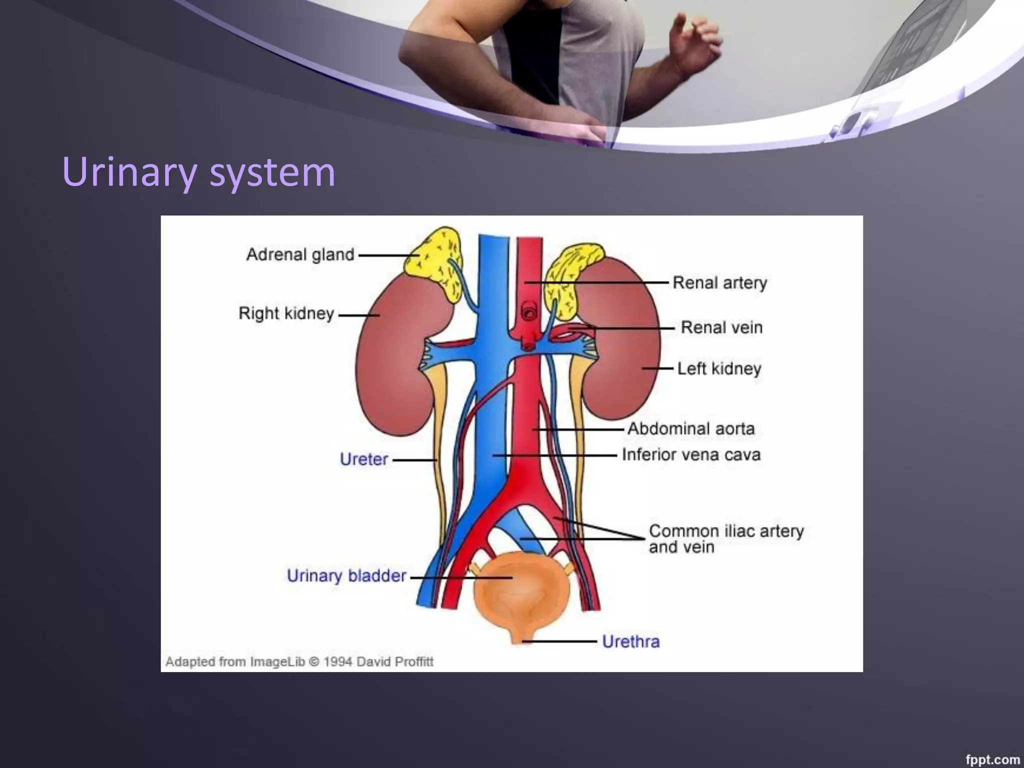 Edexcel IGCSE - Human Biology - Chapter 08 - Homeostasis and Excretion ...