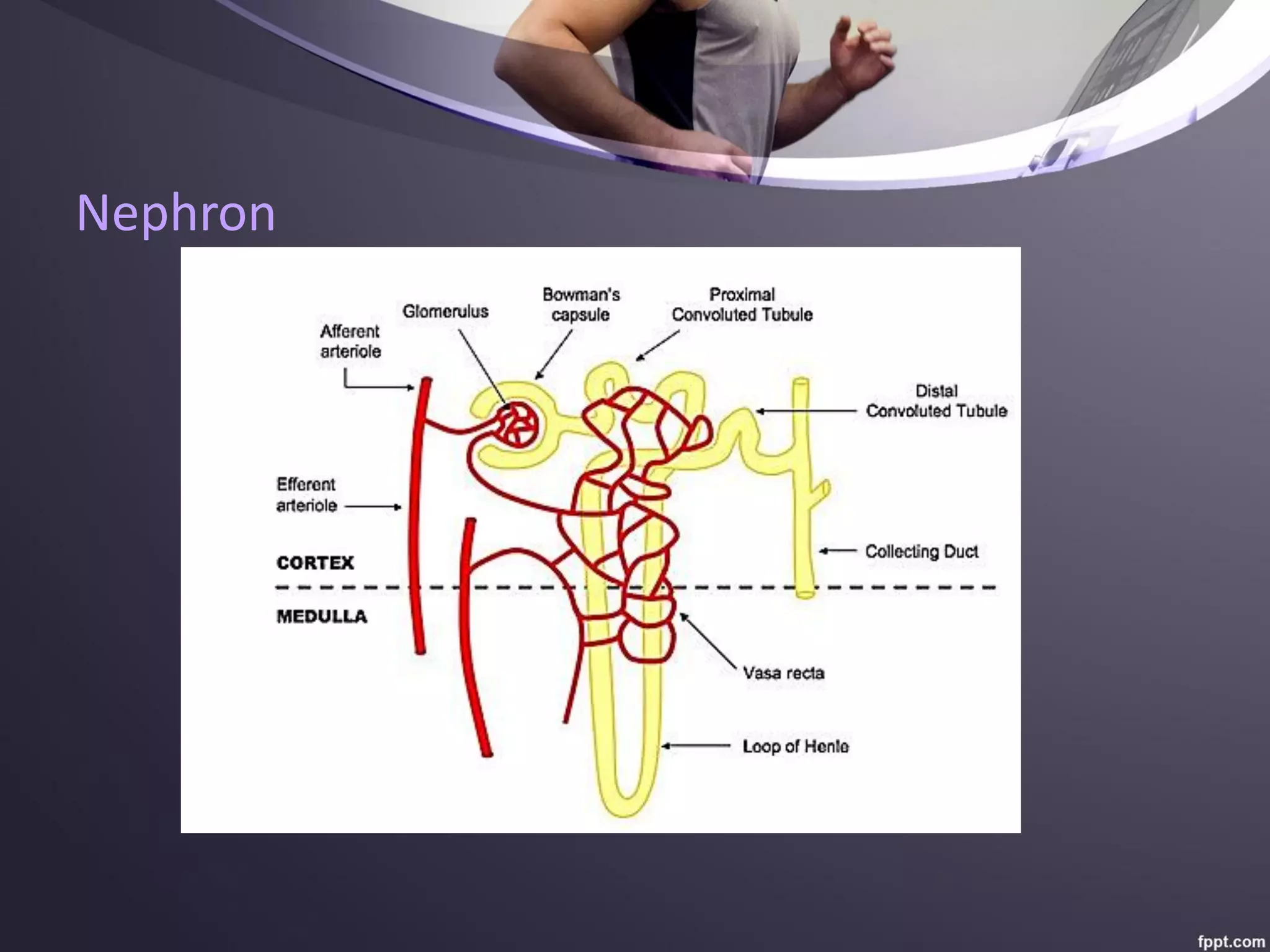 Edexcel IGCSE - Human Biology - Chapter 08 - Homeostasis and Excretion ...