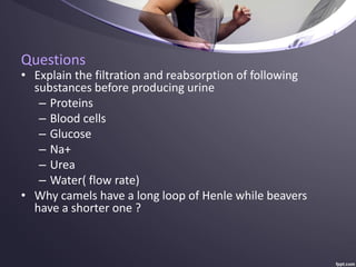 Edexcel IGCSE - Human Biology - Chapter 08 - Homeostasis and Excretion ...