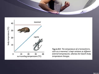 Edexcel IGCSE - Human Biology - Chapter 08 - Homeostasis and Excretion ...