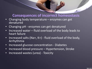 Edexcel IGCSE - Human Biology - Chapter 08 - Homeostasis and Excretion ...