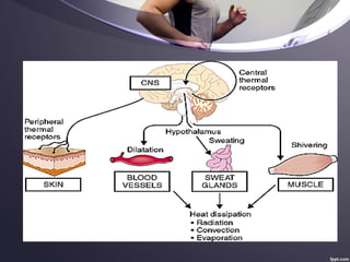 Edexcel IGCSE - Human Biology - Chapter 08 - Homeostasis and Excretion ...