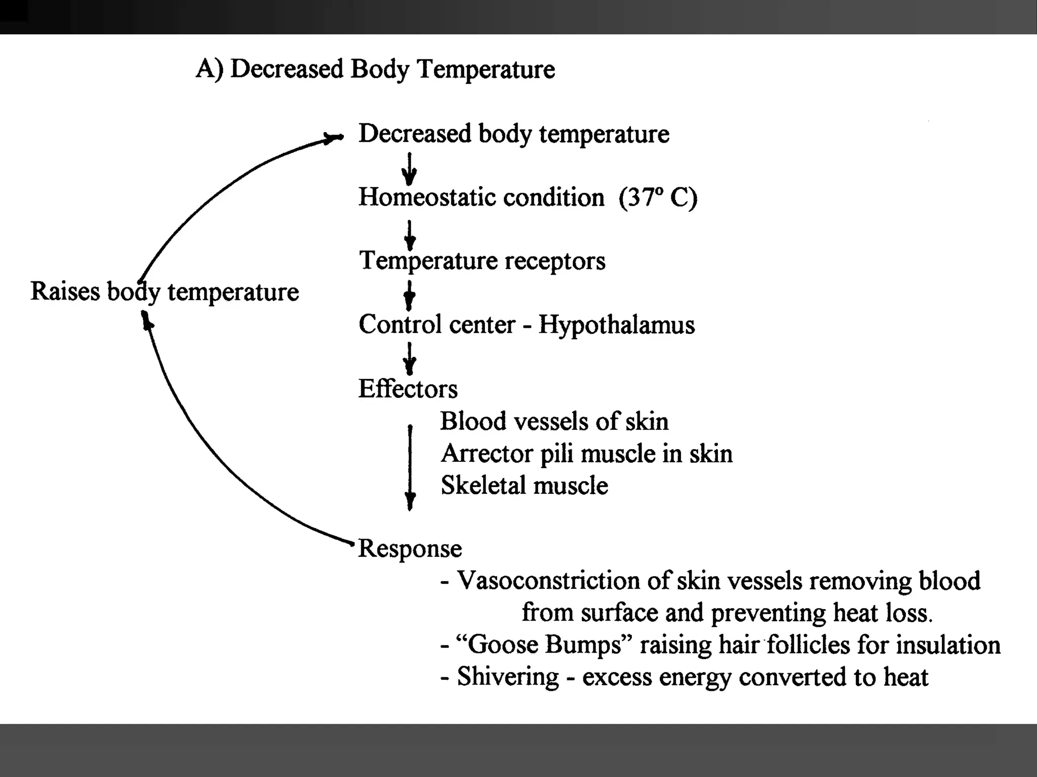 Homeostasis_and_Feedback.ppt concept of homeostasis in organisms | PPT