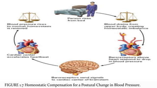Homeostasis and Feedback, Elshennawy, 1444-2023.pptx