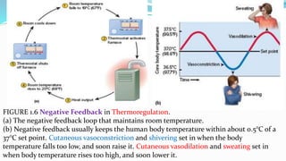 Homeostasis and Feedback, Elshennawy, 1444-2023.pptx | Heart and ...