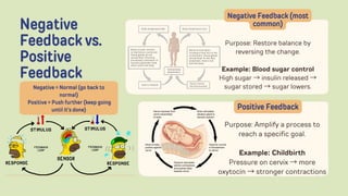 Lesson 1 Homeostasis: Homeostasis and Internal Regulation | PDF