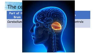 Homeostasis and the Nervous Systems.pptx