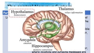 Homeostasis and the Nervous Systems.pptx